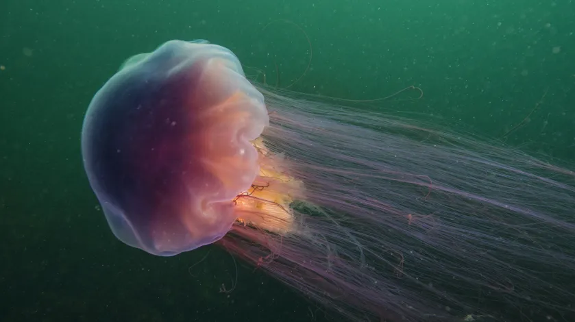 are lion's mane jellyfish dangerous
